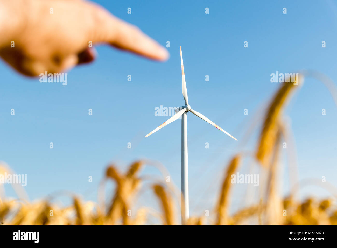 Blade of corn hi-res stock photography and images - Alamy