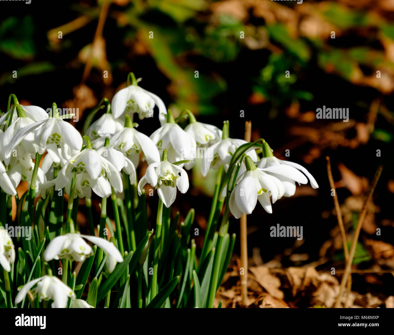 Rococo Garden at Painswick Gloucestershire England UK Stock Photo - Alamy