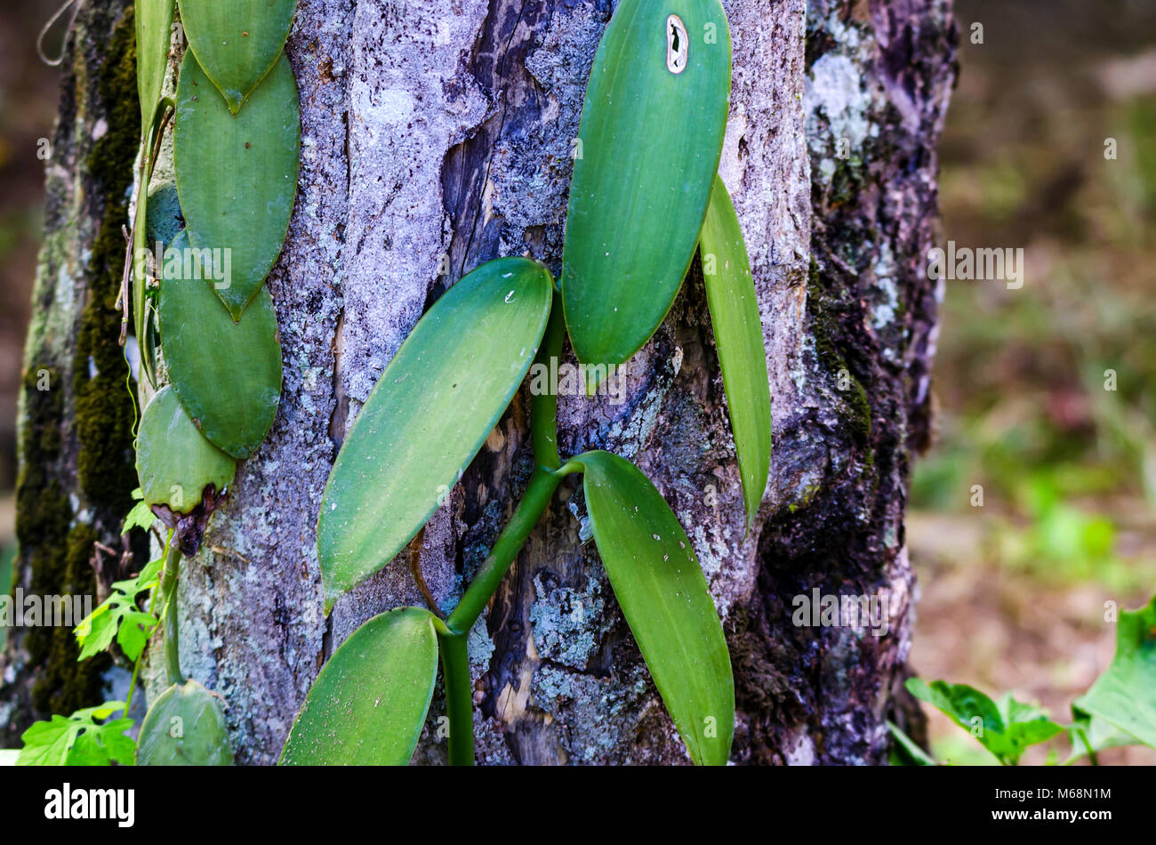 Green leaves of Vanilla or Vanilla Planifolia Stock Photo - Alamy