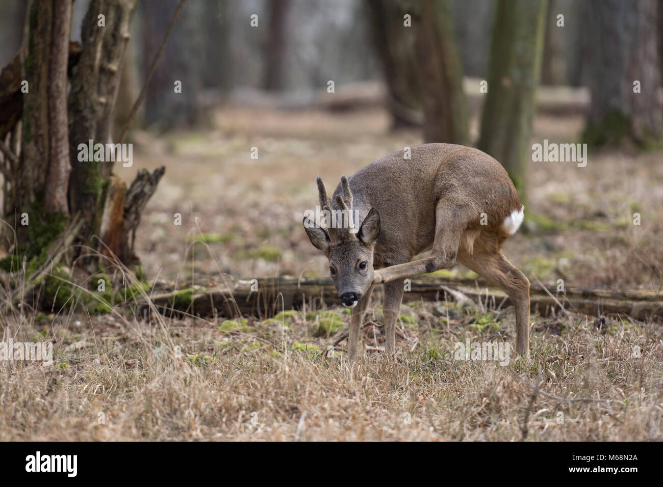 Chevreuil hi-res stock photography and images - Alamy