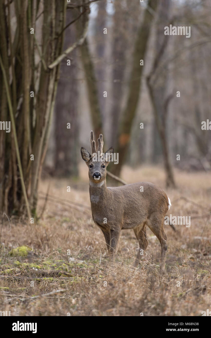 Chevreuil hi-res stock photography and images - Alamy