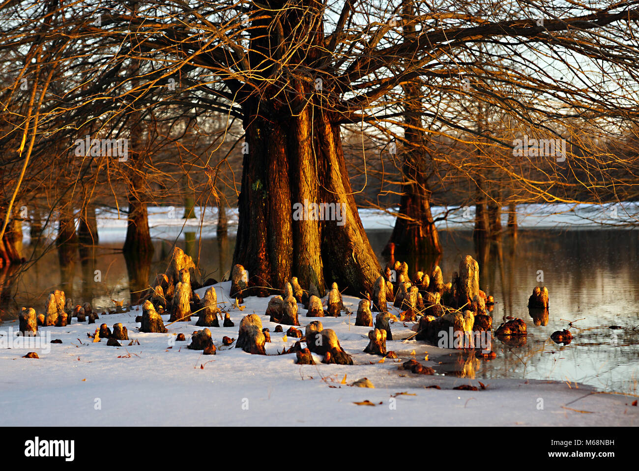 Cypress Tree at Sunset Stock Photo - Alamy