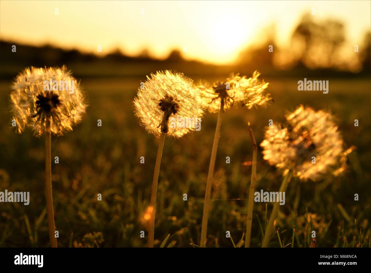 Airborne seed hi-res stock photography and images - Alamy