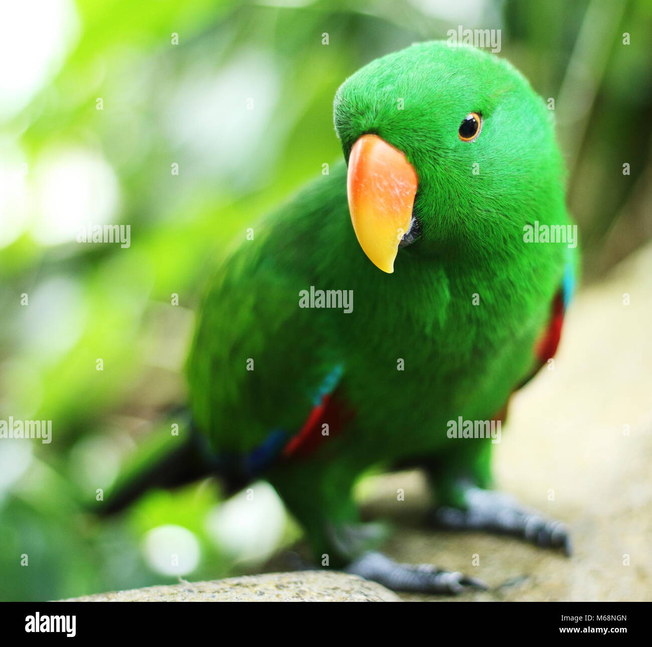 Illustrations parrot hi-res stock photography and images - Alamy