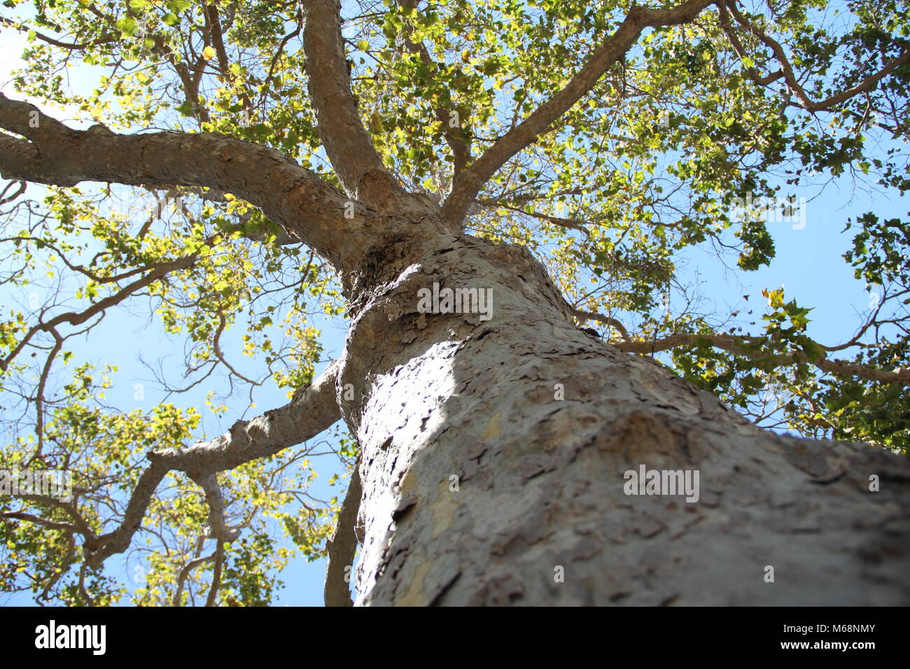 Large crown hi-res stock photography and images - Alamy