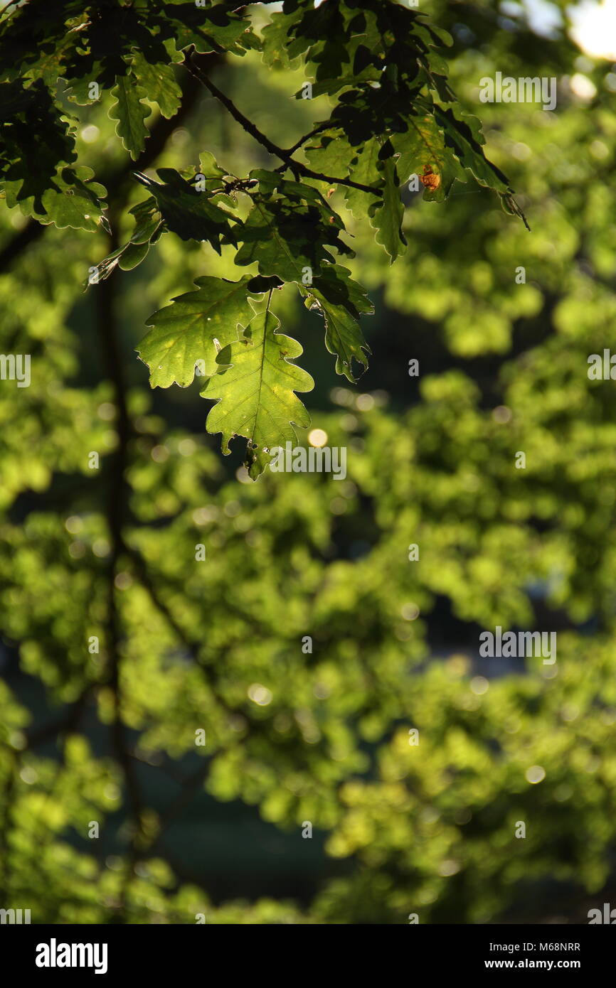 Tree leaves flooded by the sun Stock Photo - Alamy