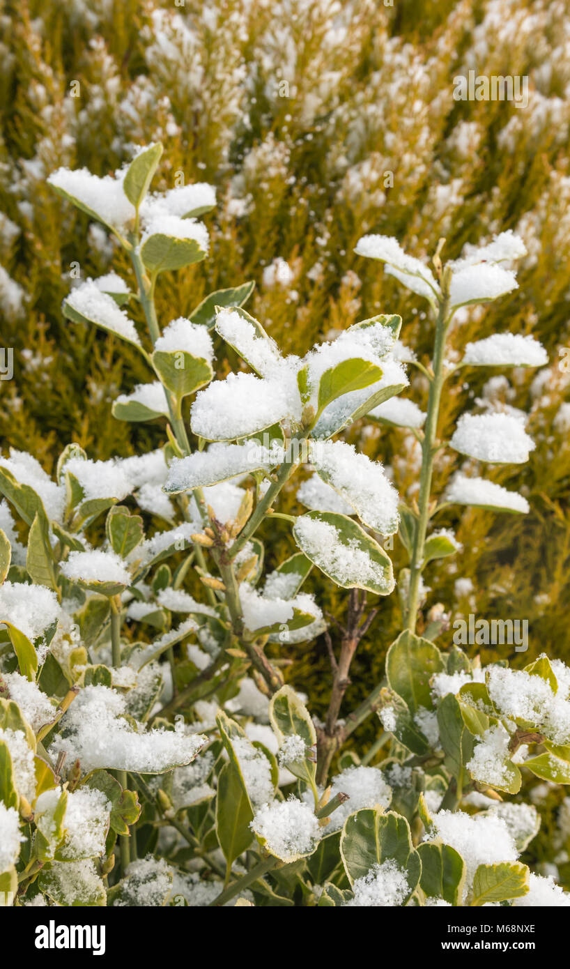 Winter snow covering leaves on a bush Stock Photo - Alamy