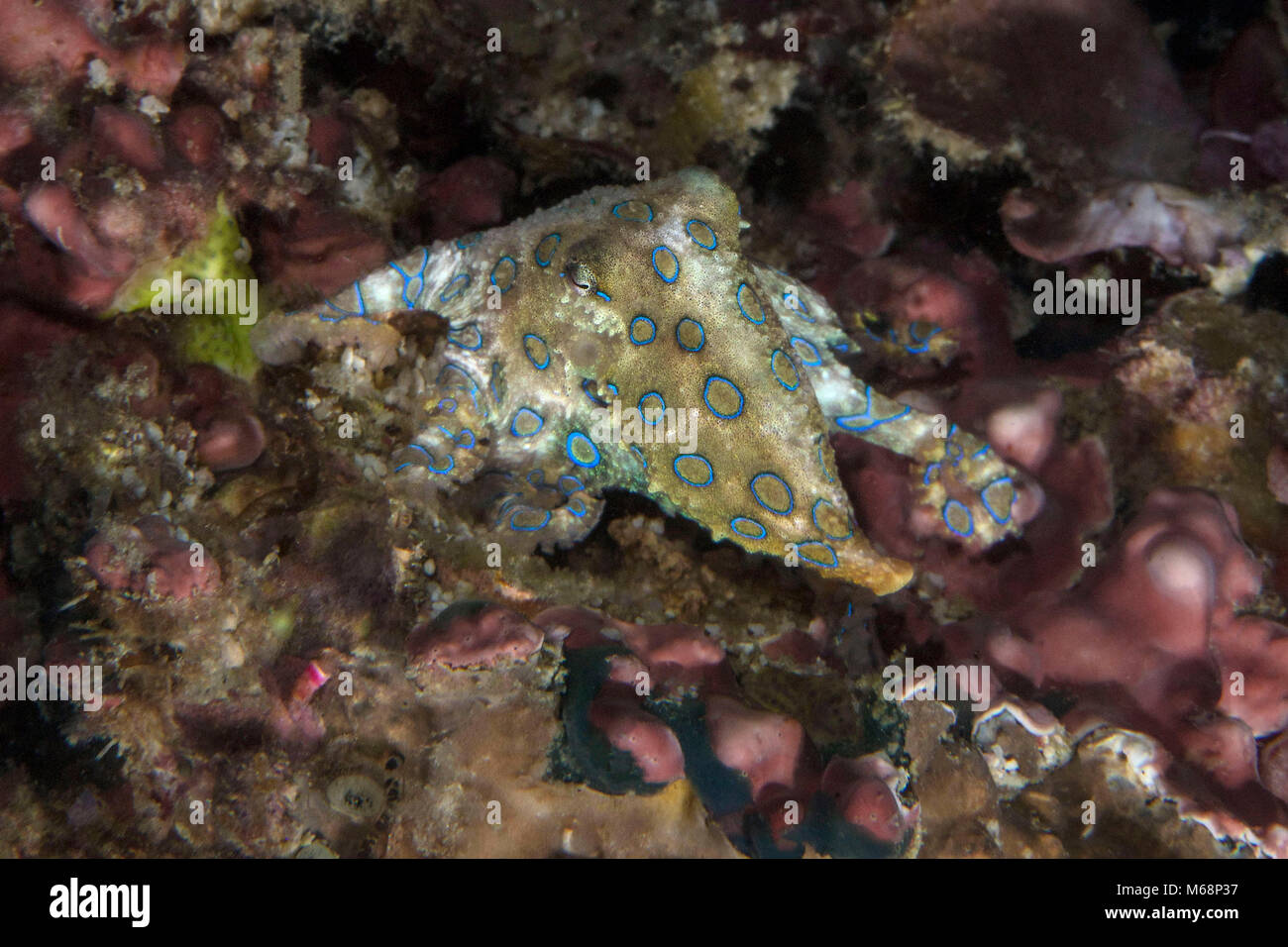 Blue ring octopus (Hapalochlaena lunulata) at the night time near ...