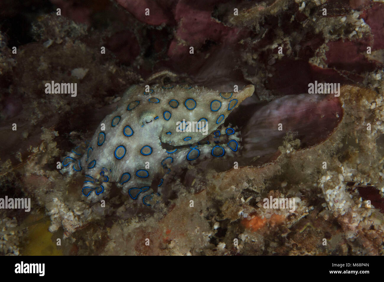 Blue ring octopus (Hapalochlaena lunulata) at the night time near ...