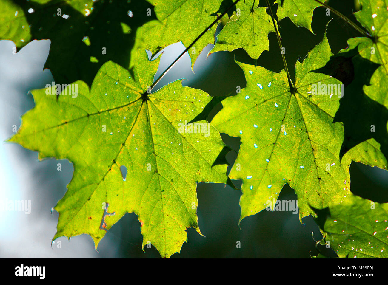Branch of Norway maple tree with spotted leaves afflicted by a disease ...