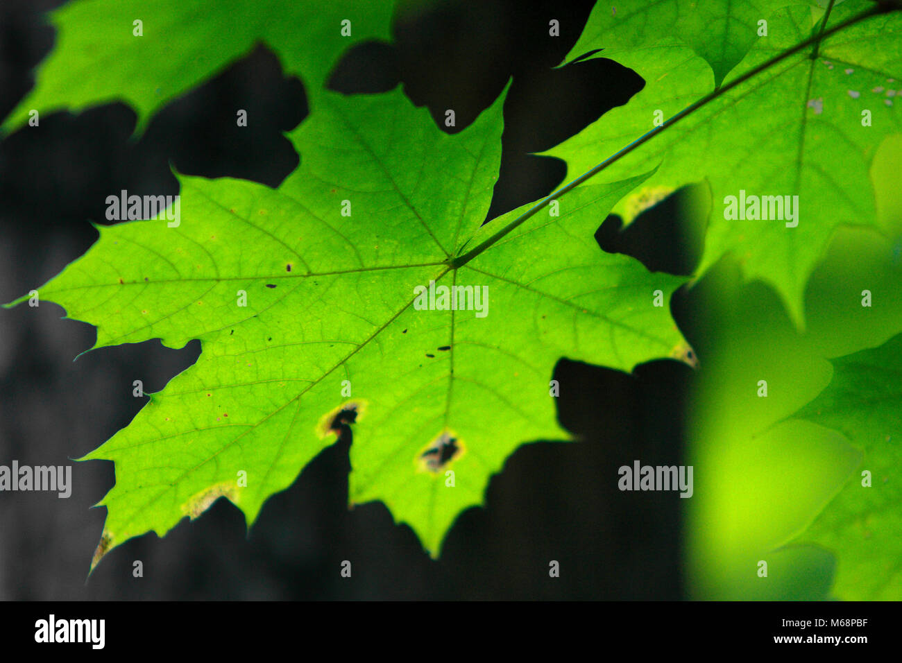 Branch of Norway maple tree with spotted leaves afflicted by a disease ...