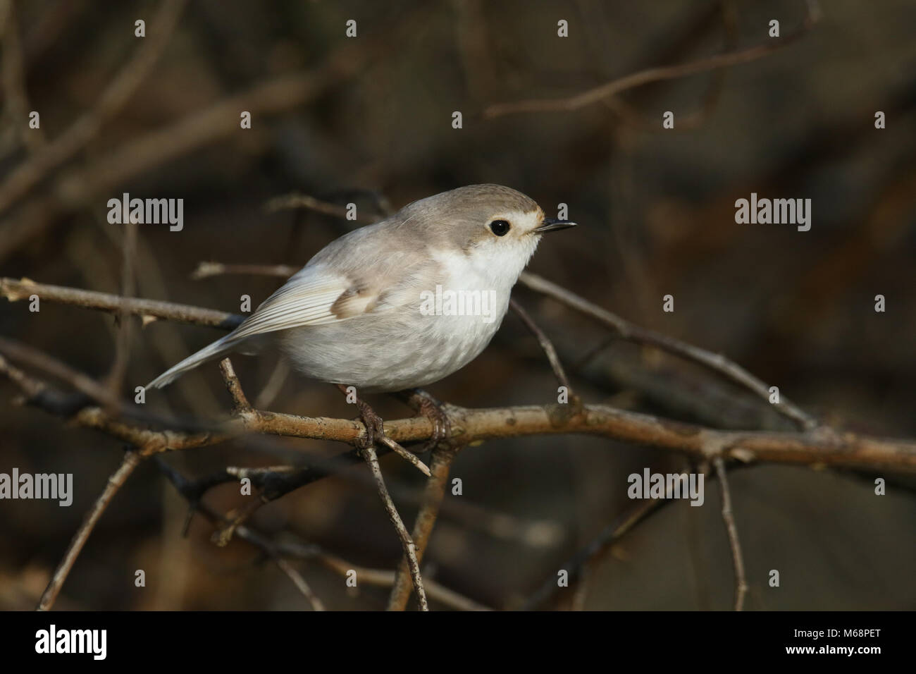 Leucistic robin hi-res stock photography and images - Alamy