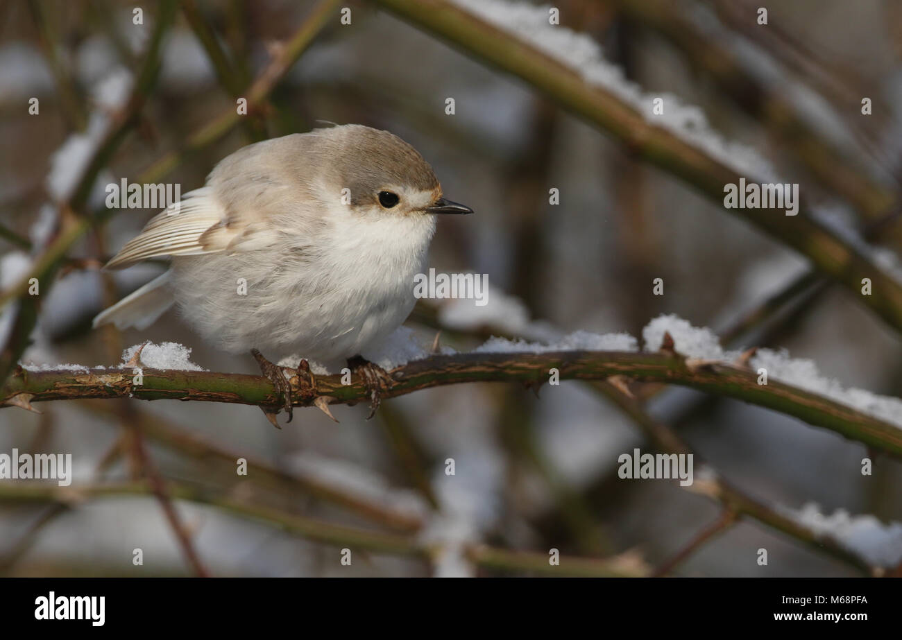 Leucistic robin hi-res stock photography and images - Alamy