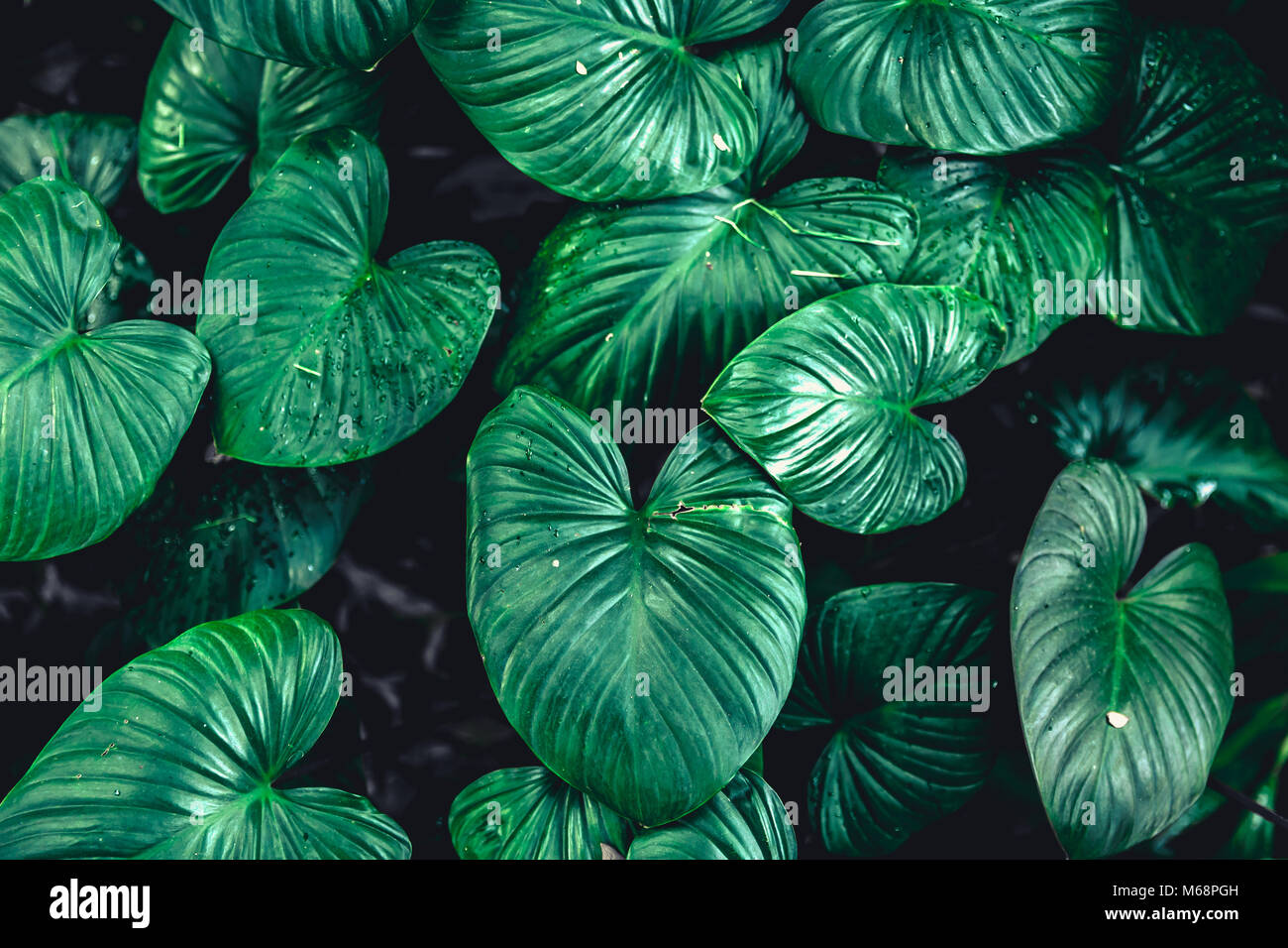 Green Tropical Leaf nature plant leaves for botany background Stock ...