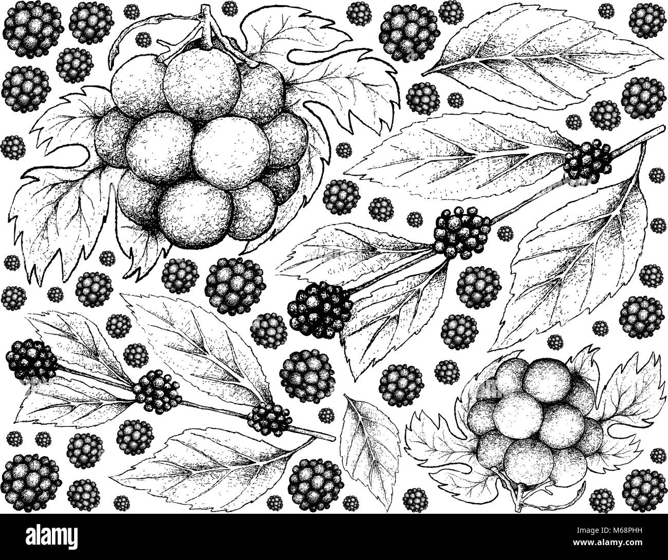Berry Fruits, Illustration Wallpaper Background of Hand Drawn Sketch ...