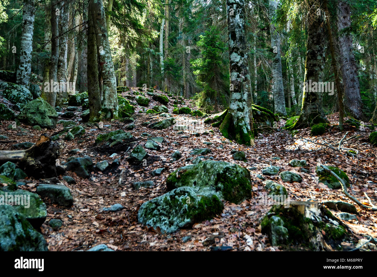 View inside pine forest hi-res stock photography and images - Alamy