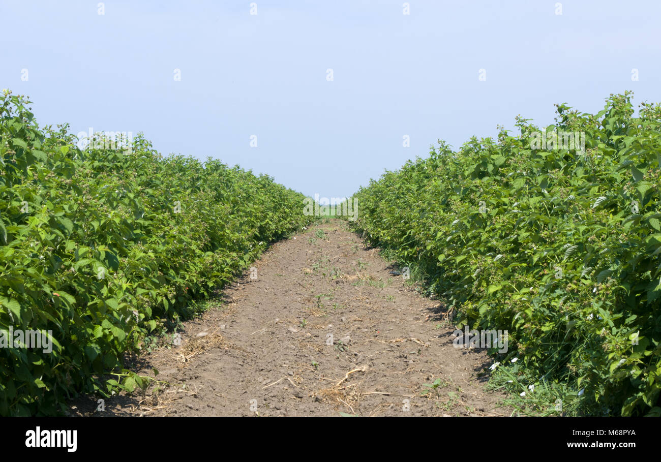 Healthy raspberry plantation in the stage of flowering during the sunny ...
