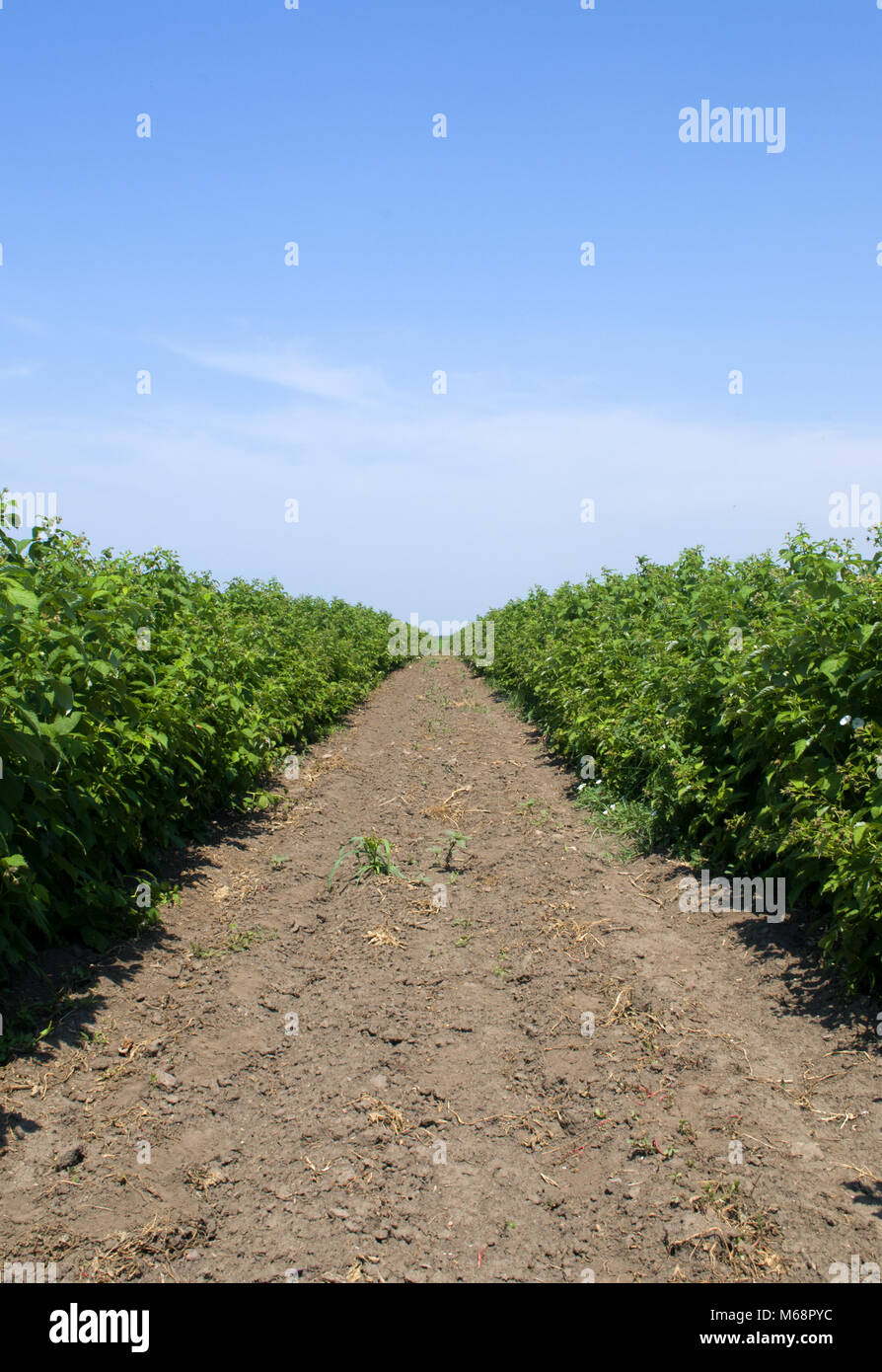 Healthy raspberry plantation in the stage of flowering during the sunny ...