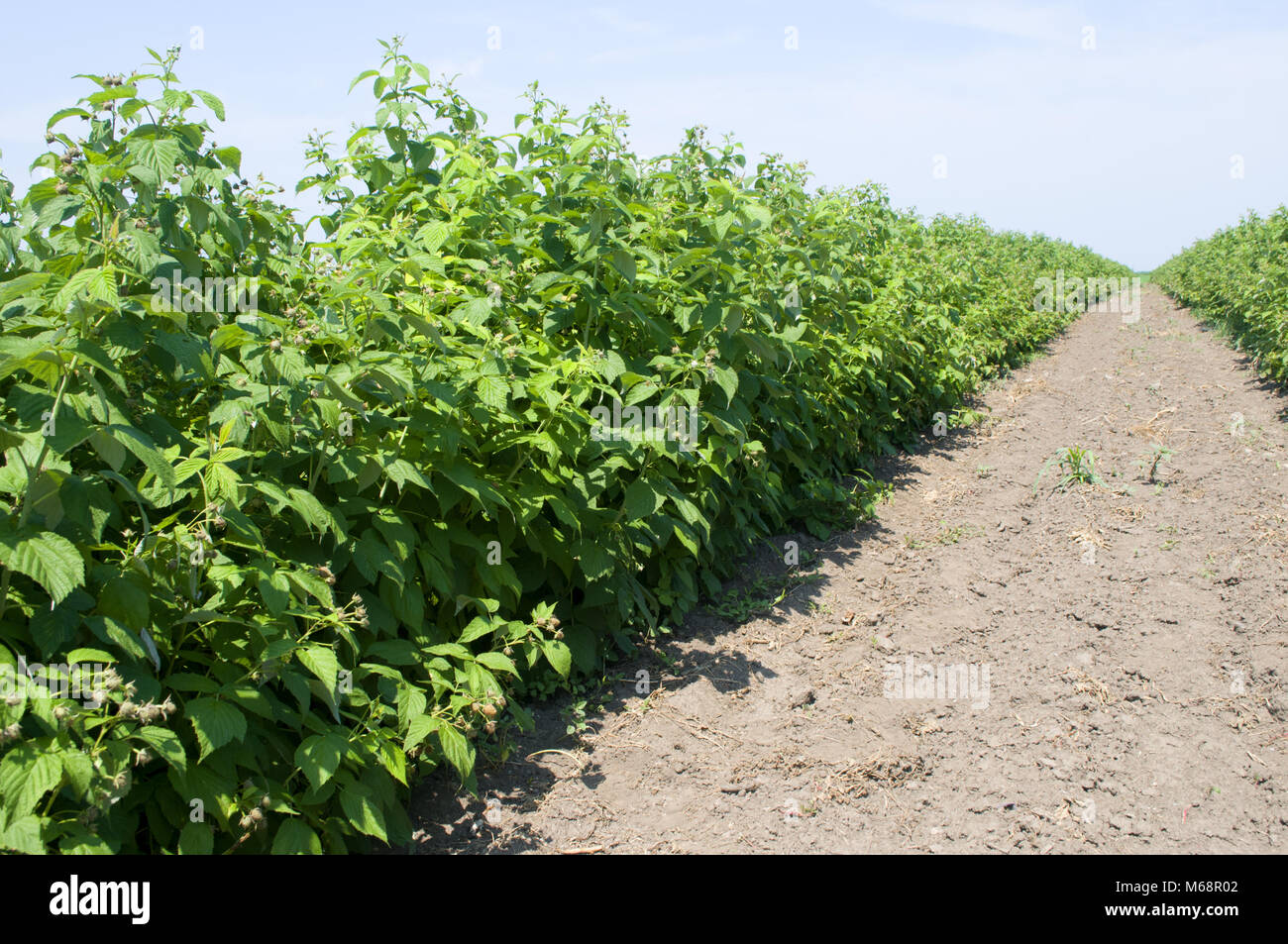 Healthy raspberry plantation in the stage of flowering during the sunny ...