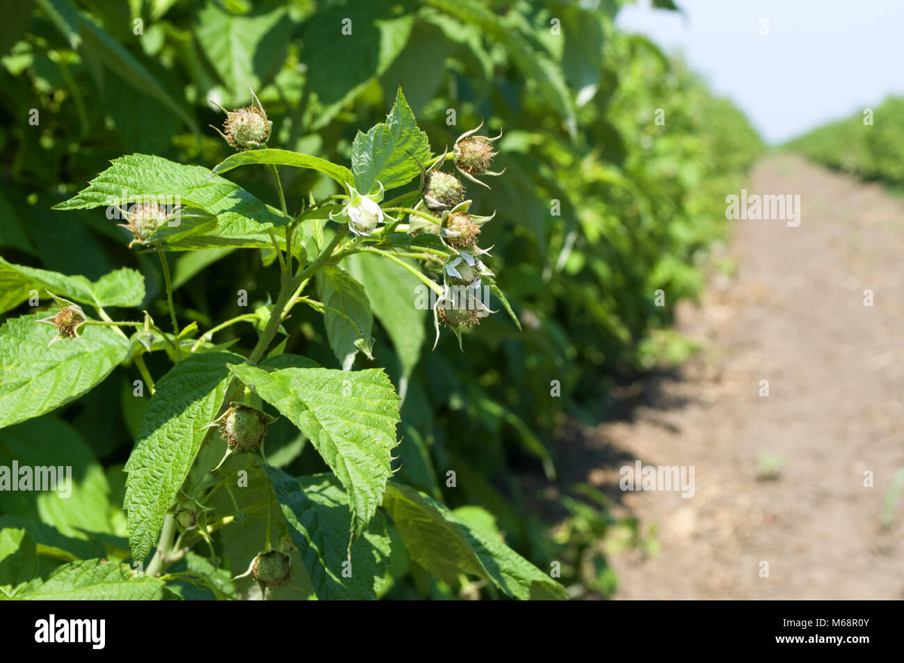 Healthy raspberry plantation in the stage of flowering during the sunny ...