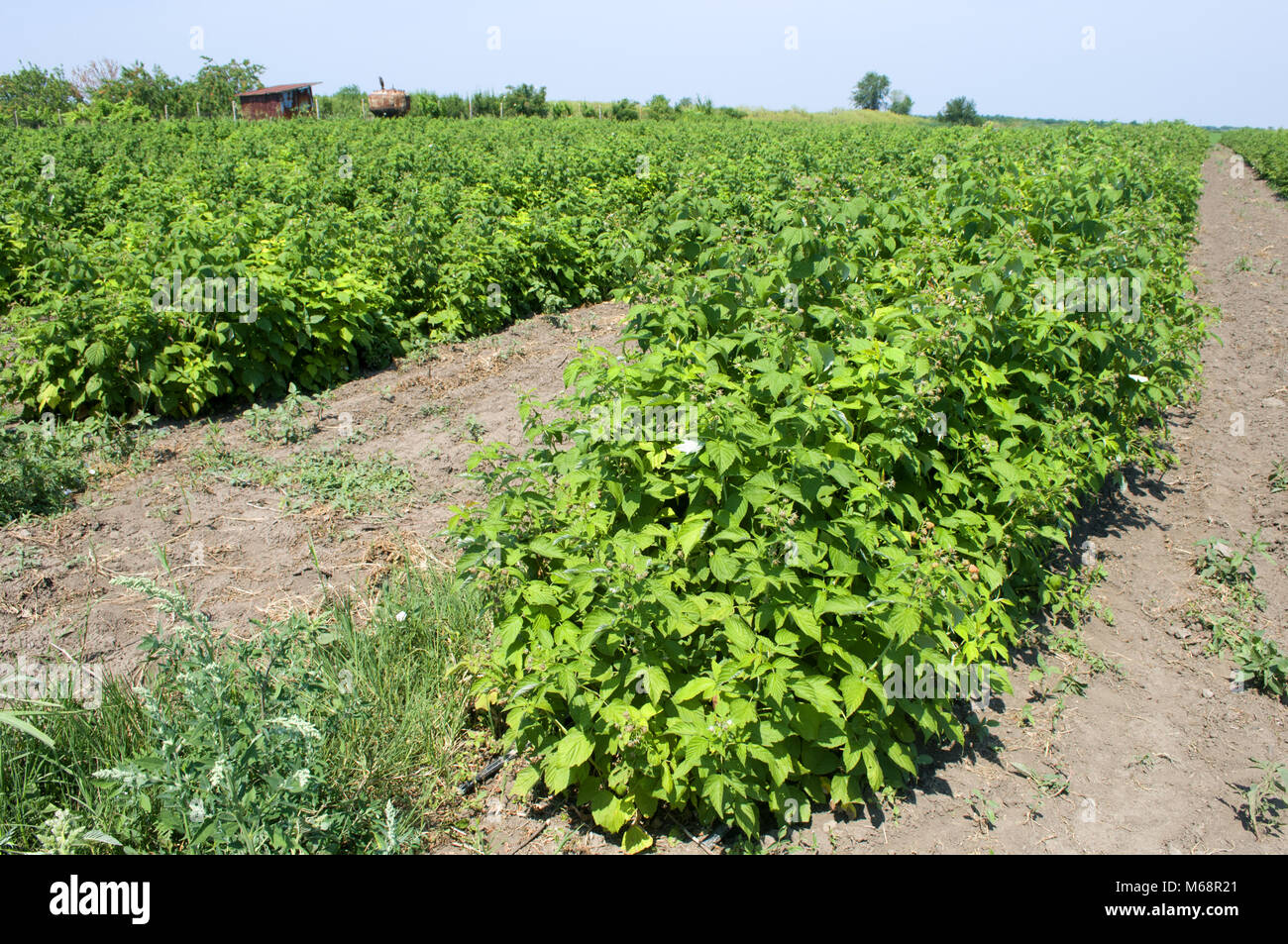 Healthy raspberry plantation in the stage of flowering during the sunny ...