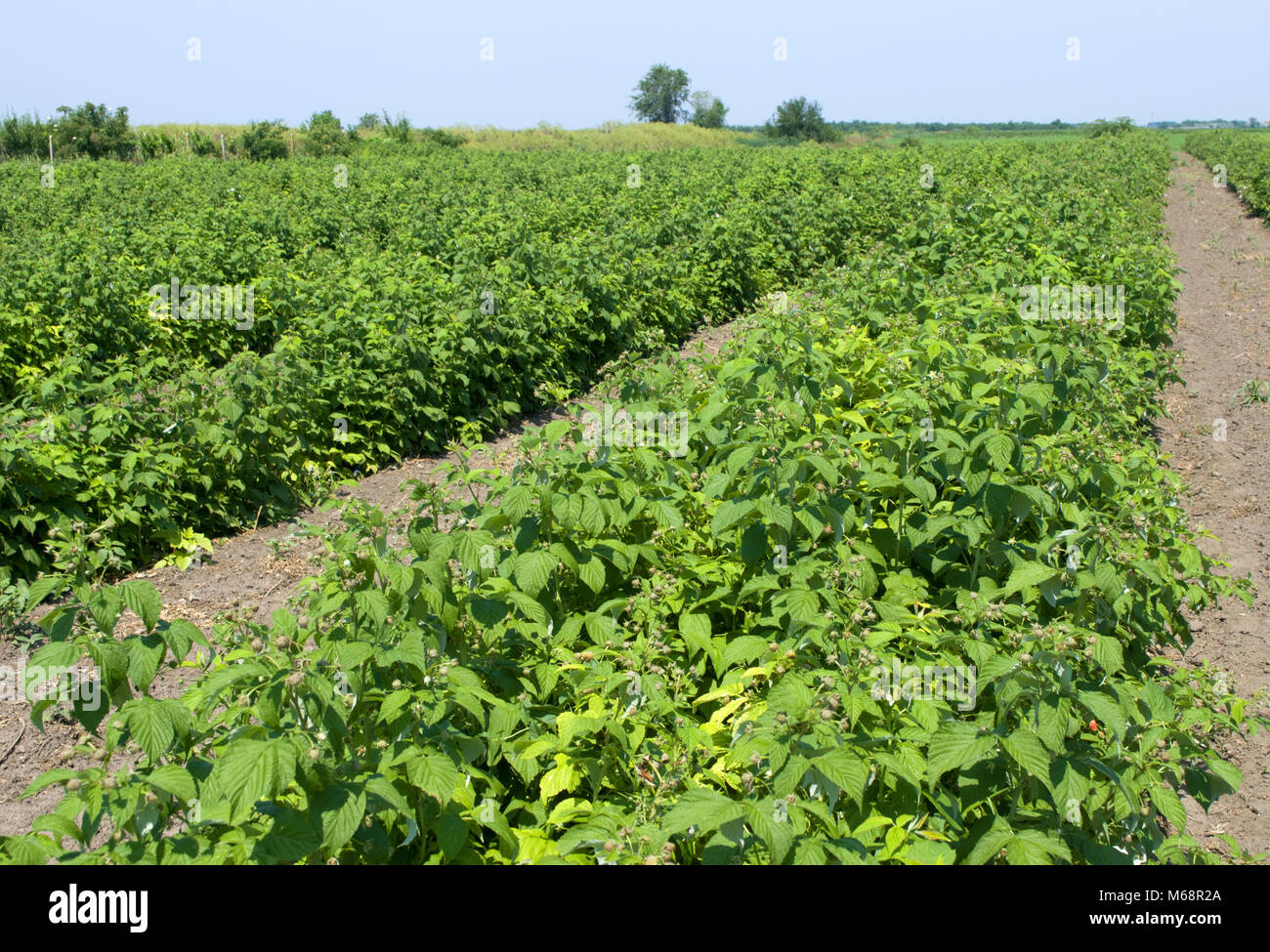 Healthy raspberry plantation in the stage of flowering during the sunny ...