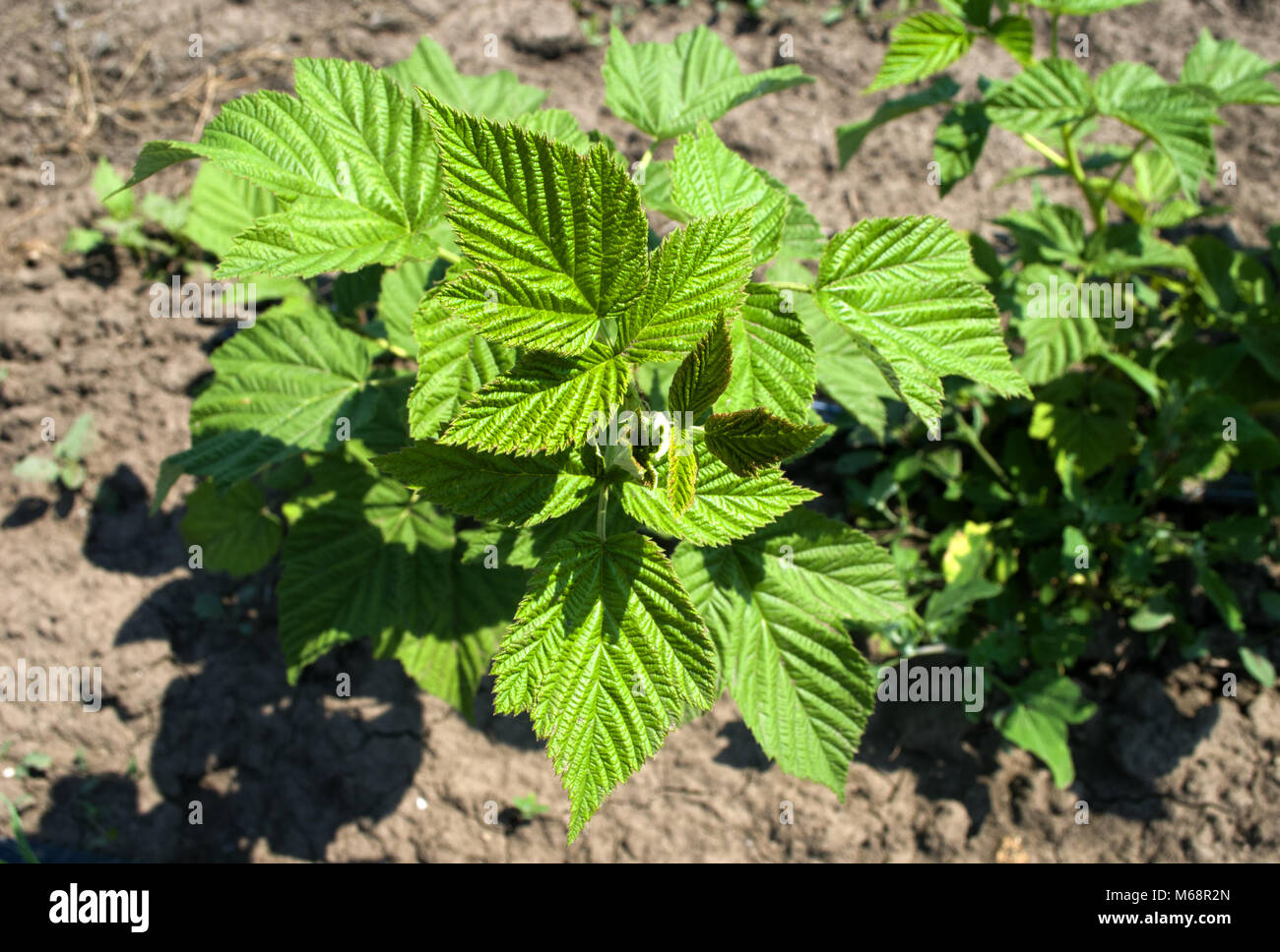 Healthy raspberry plantation in the stage of flowering during the sunny ...