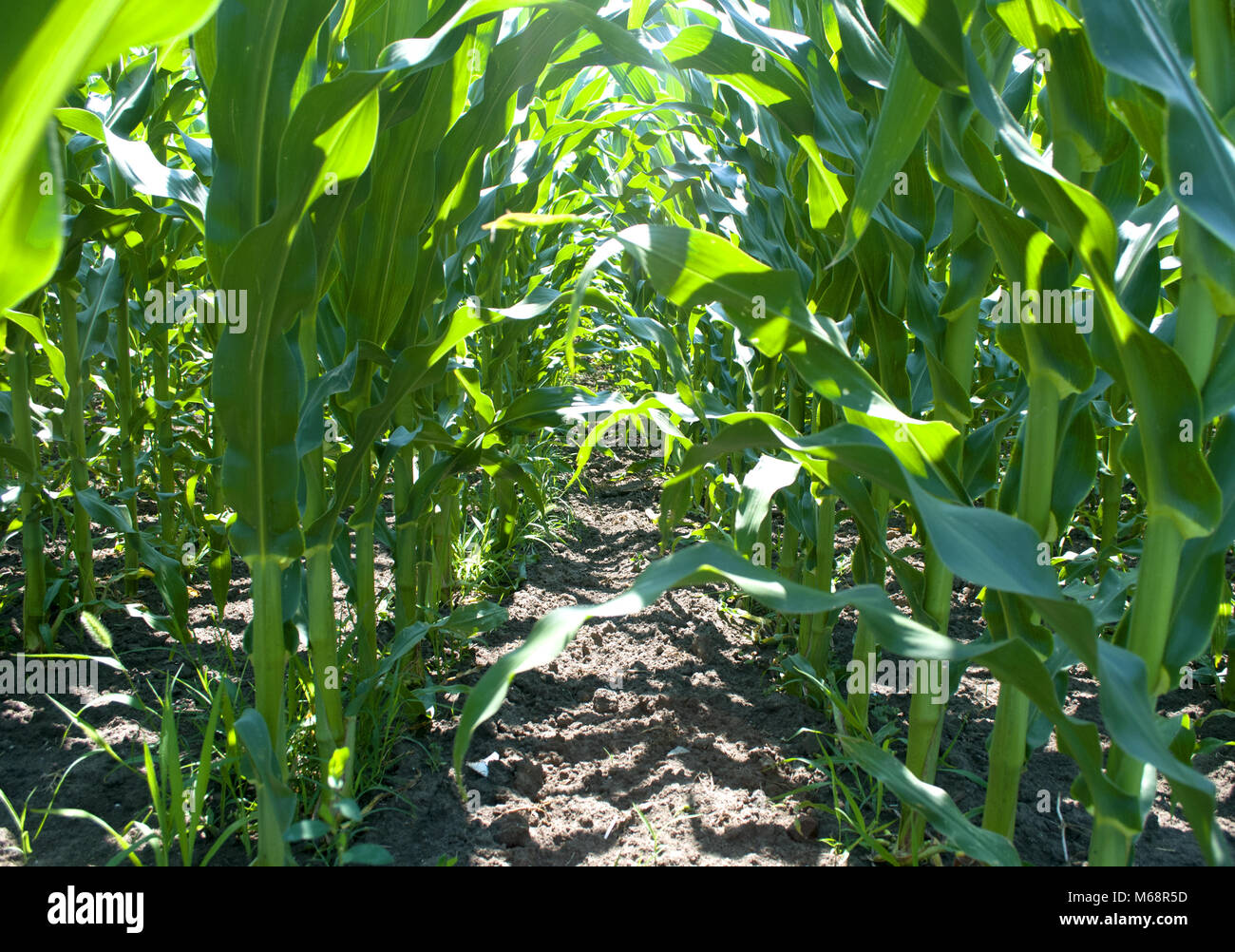 Corn field on a sunny day Stock Photo - Alamy
