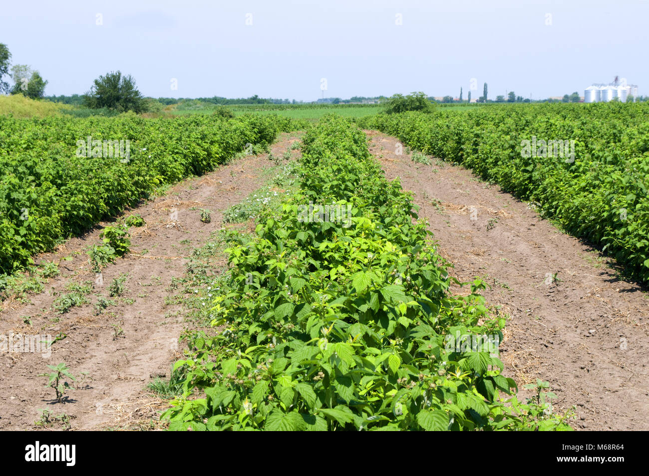Healthy Raspberry Plantation In The Stage Of Flowering During The Sunny