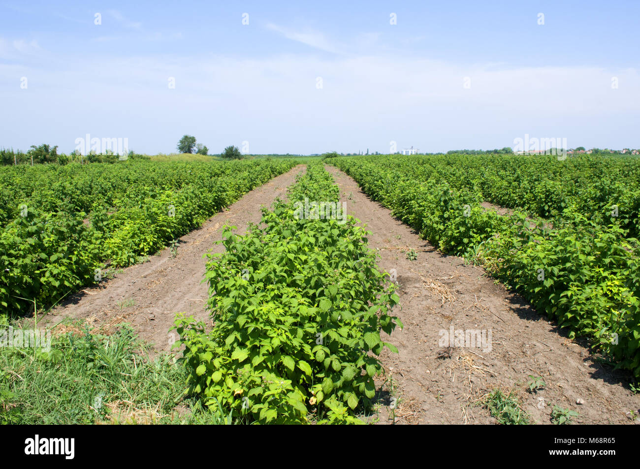 Healthy raspberry plantation in the stage of flowering during the sunny ...