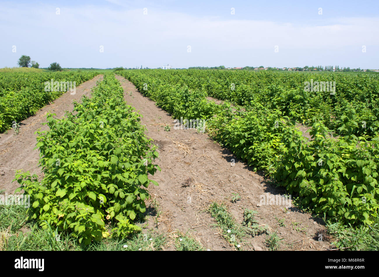Healthy raspberry plantation in the stage of flowering during the sunny ...