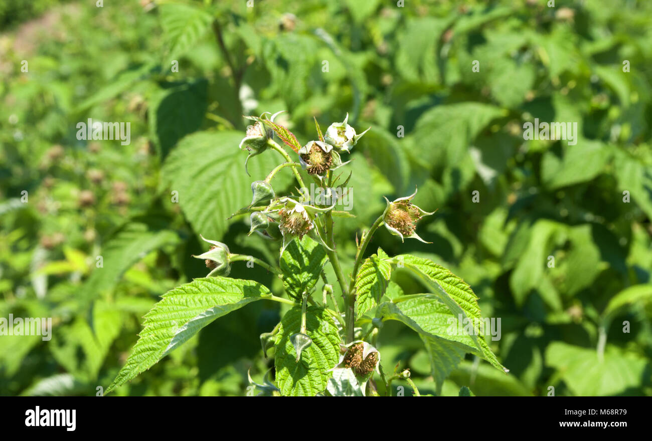 Healthy raspberry plantation in the stage of flowering during the sunny ...