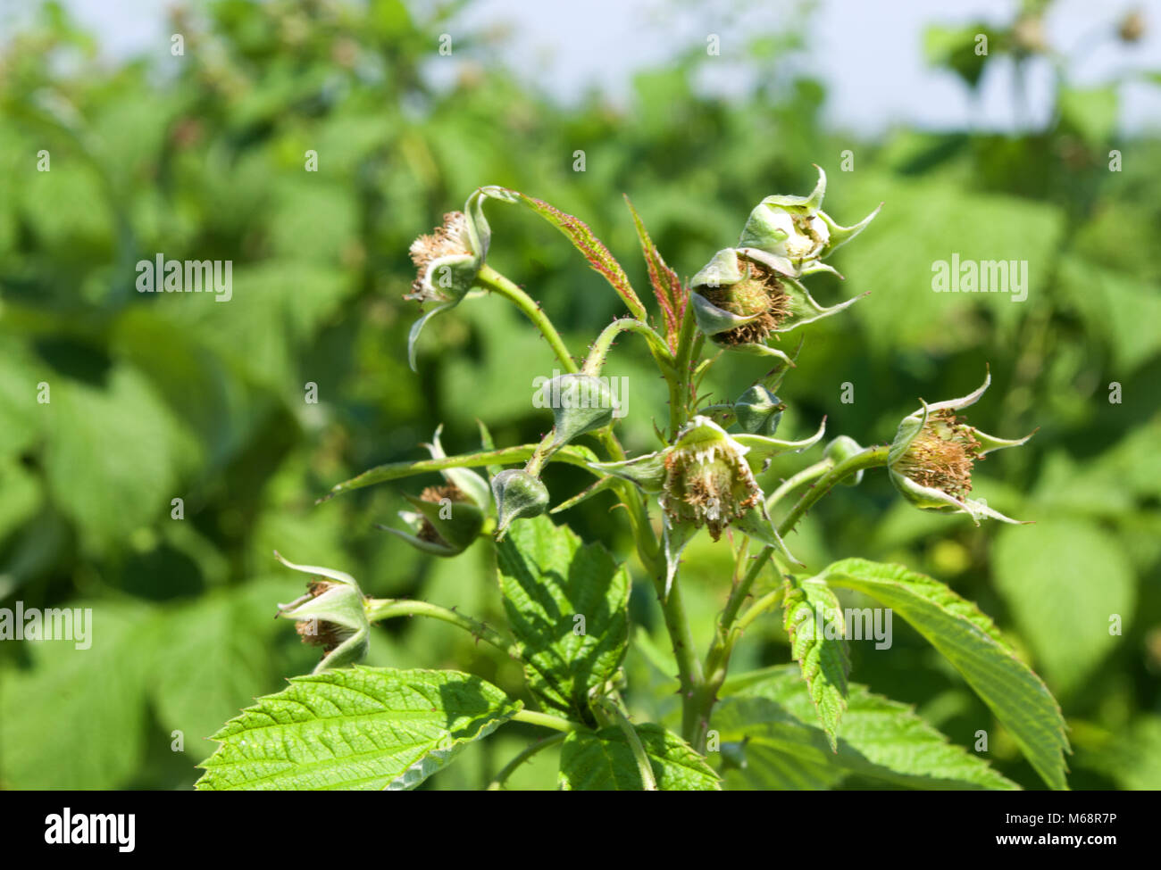 Healthy raspberry plantation in the stage of flowering during the sunny ...