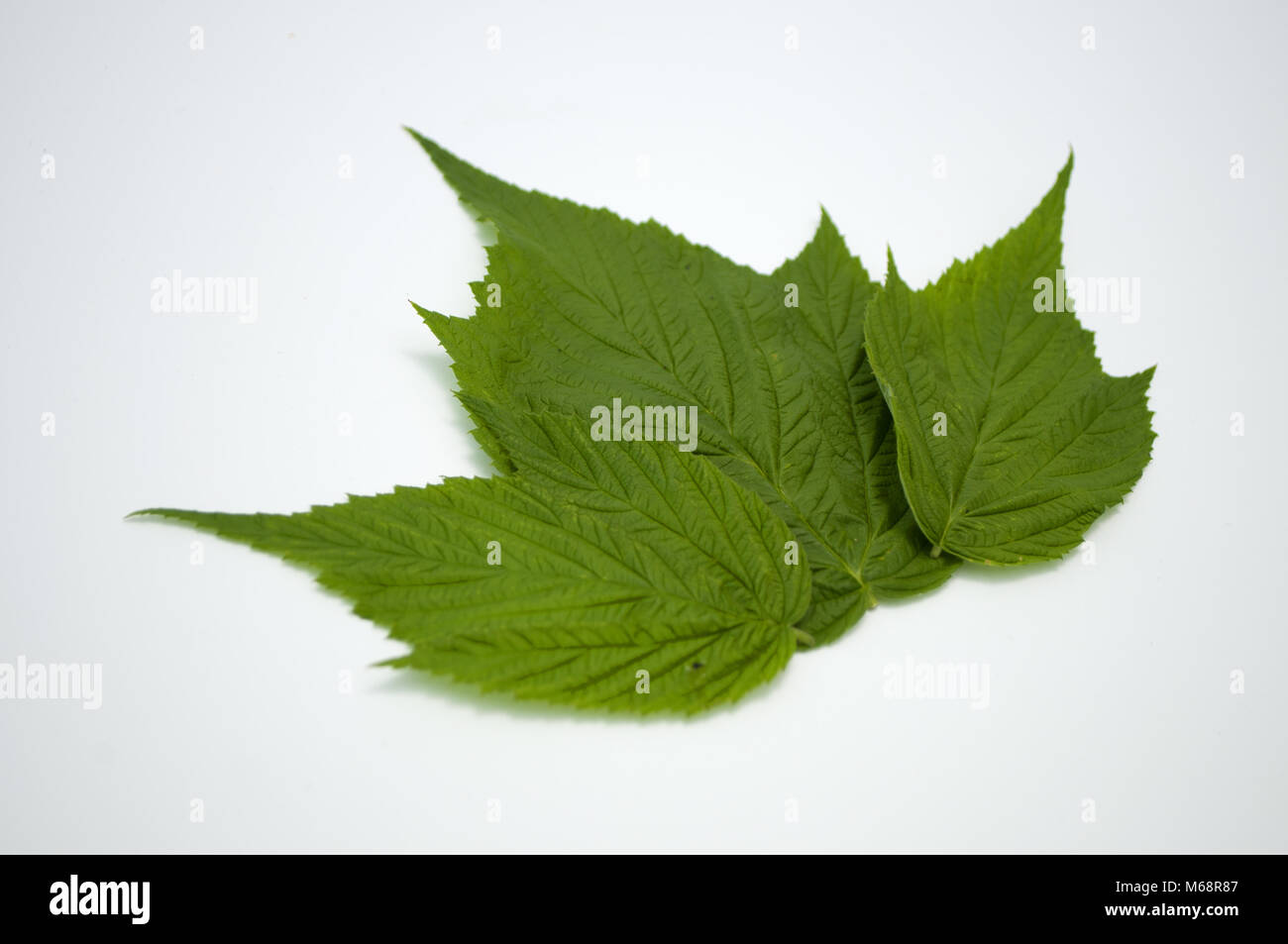 Bright red fresh raspberries, from a family orchard. The raspberry type ...