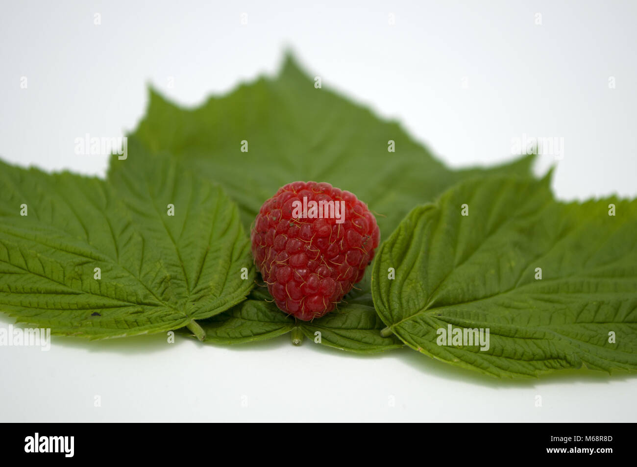 Bright red fresh raspberries, from a family orchard. The raspberry type ...