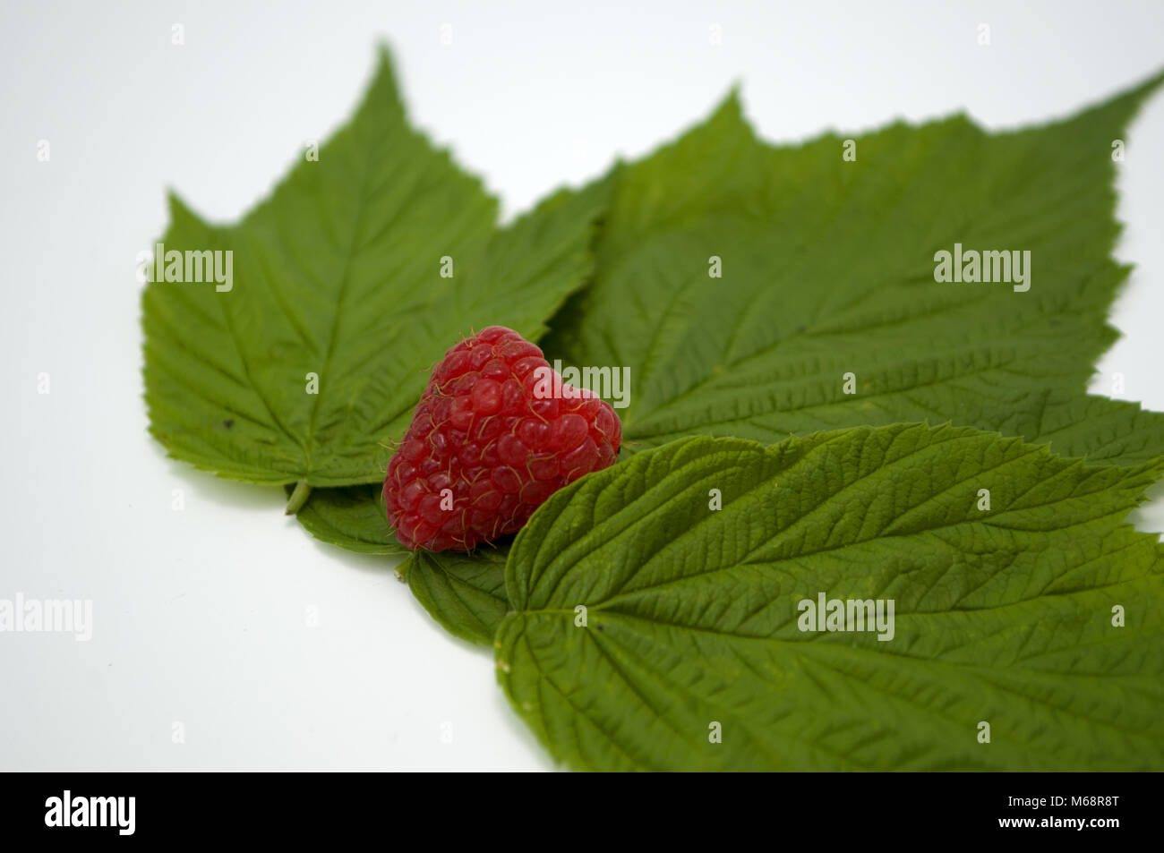 Bright red fresh raspberries, from a family orchard. The raspberry type ...