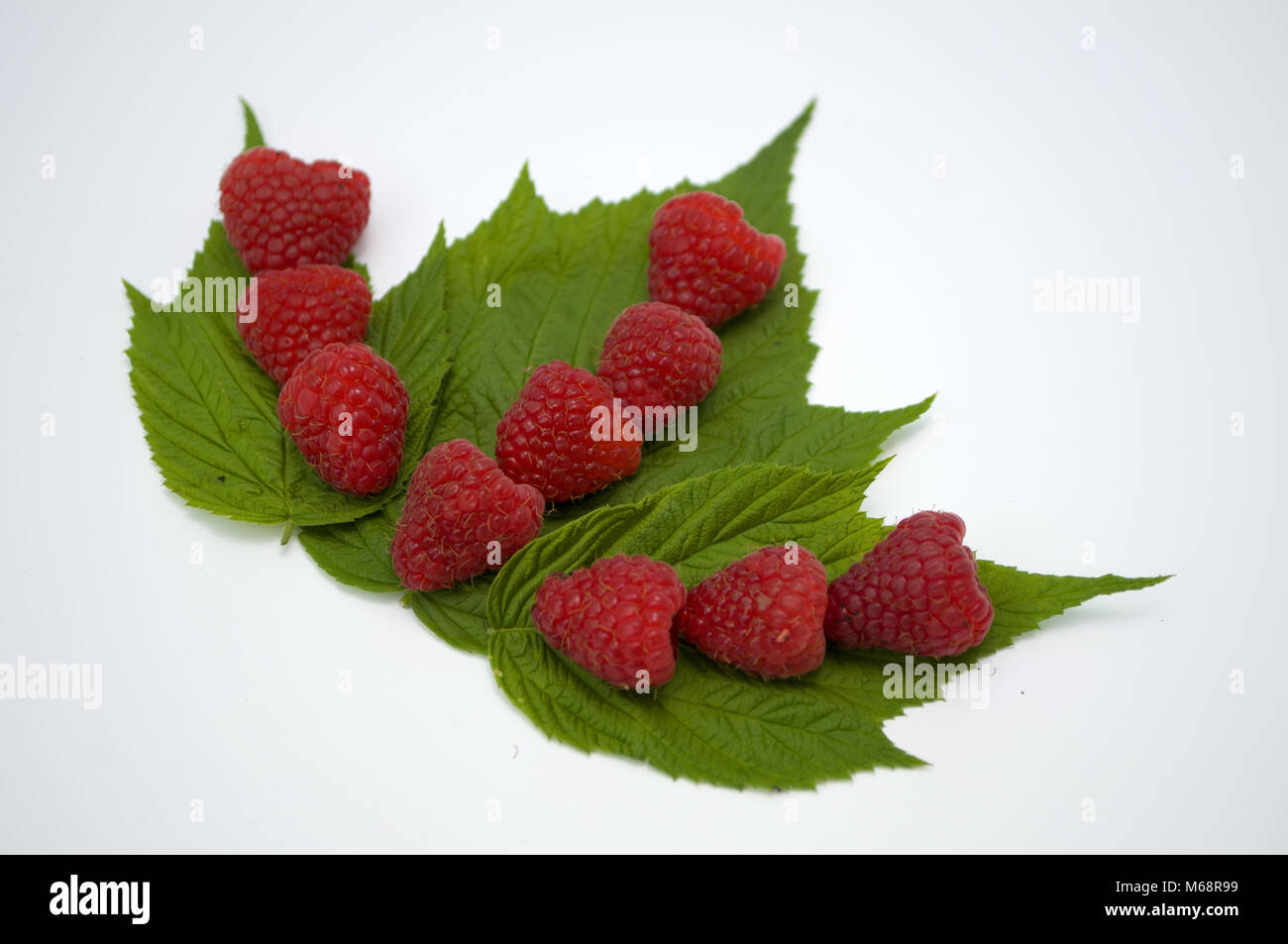 Bright red fresh raspberries, from a family orchard. The raspberry type ...