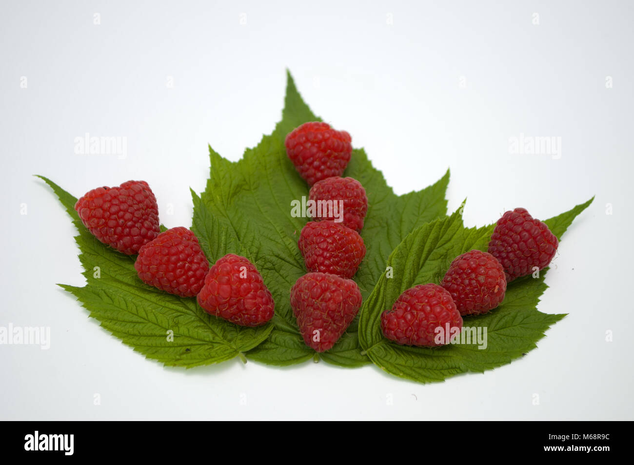 Bright red fresh raspberries, from a family orchard. The raspberry type ...