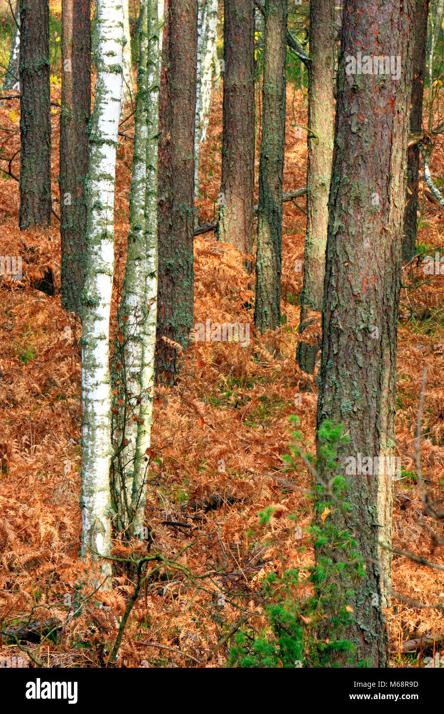 Wooded landscape of an European mixed forest thicket in autumn season ...