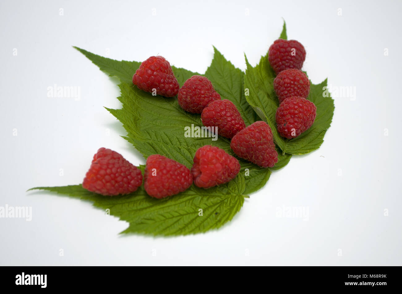 Bright red fresh raspberries, from a family orchard. The raspberry type ...