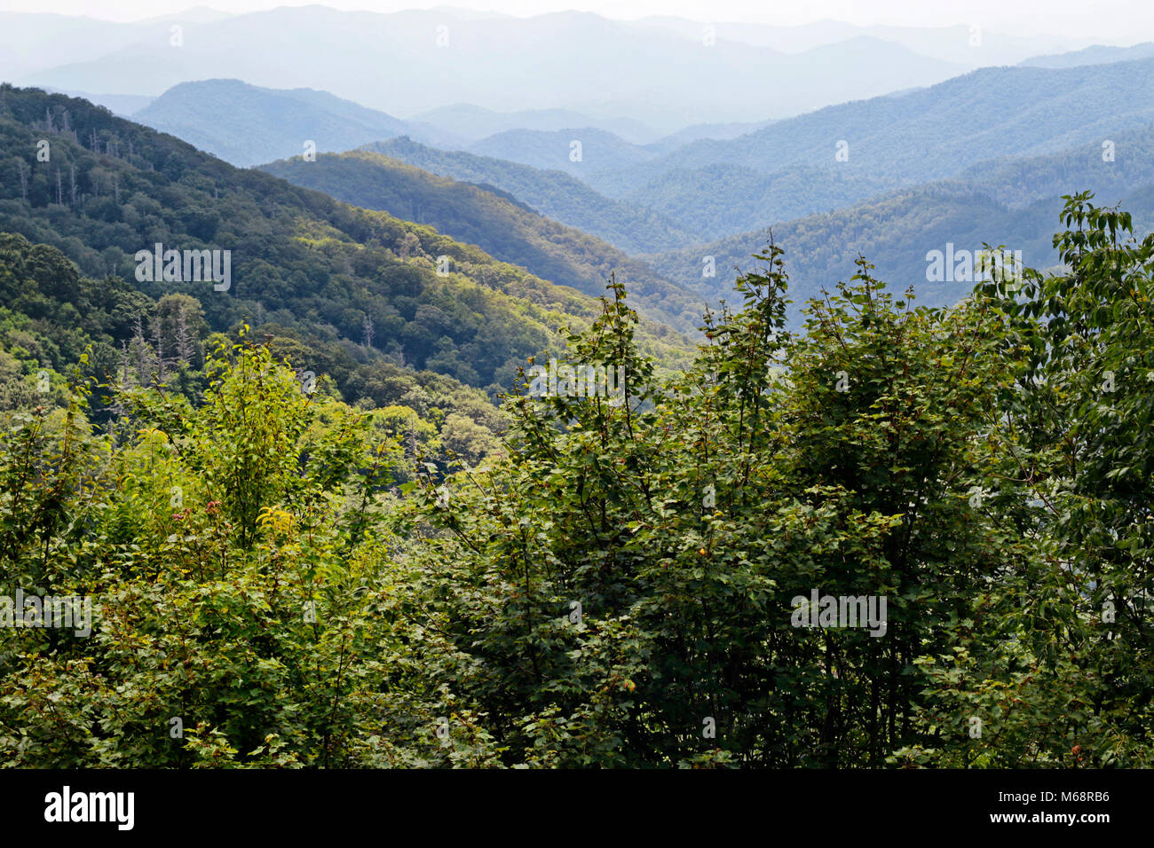 North carolina forest hi-res stock photography and images - Alamy
