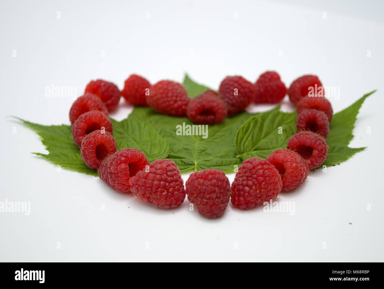 Bright red fresh raspberries, from a family orchard. The raspberry type ...
