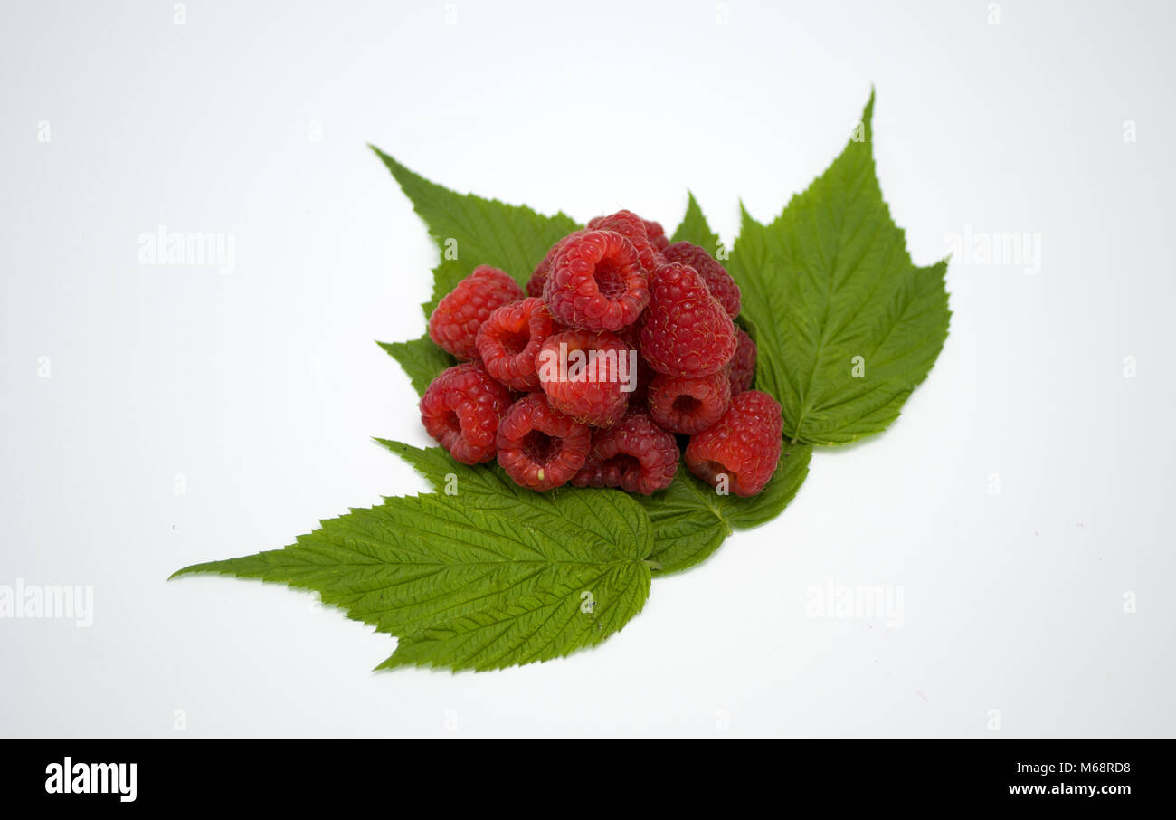Bright red fresh raspberries, from a family orchard. The raspberry type ...