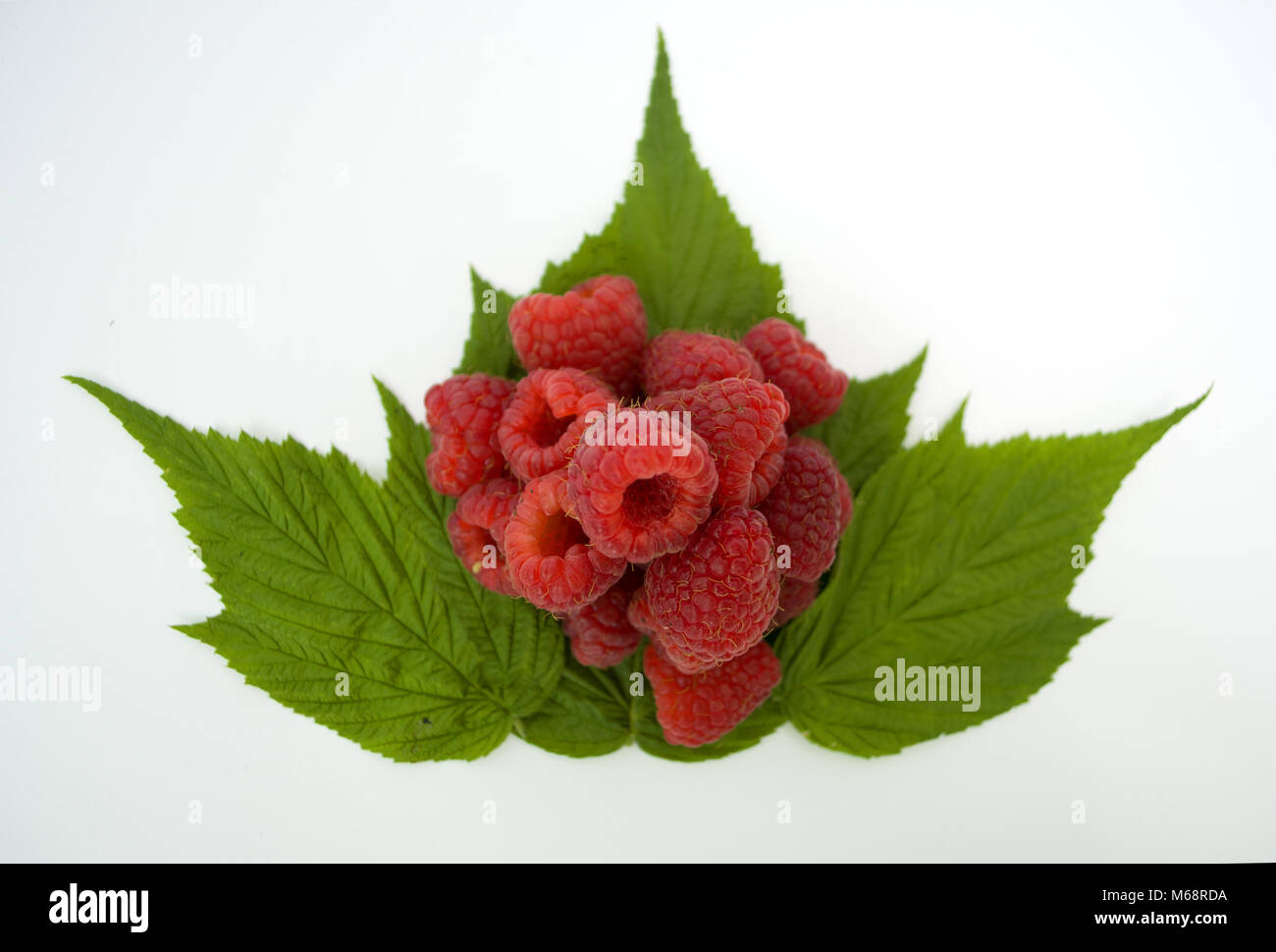 Bright red fresh raspberries, from a family orchard. The raspberry type ...