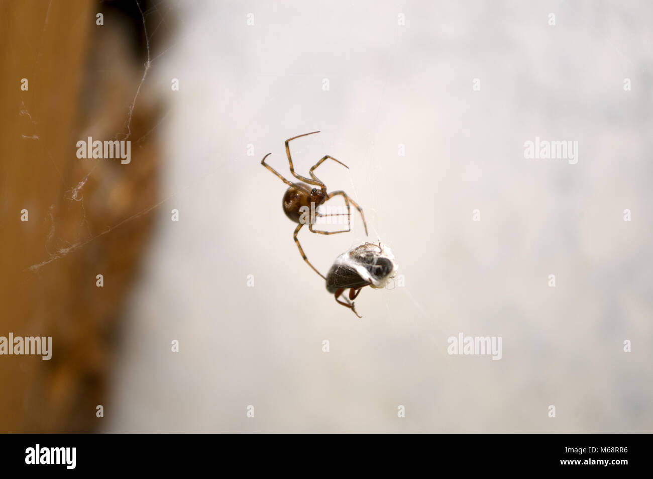 A spider caught a prey in the net Stock Photo - Alamy