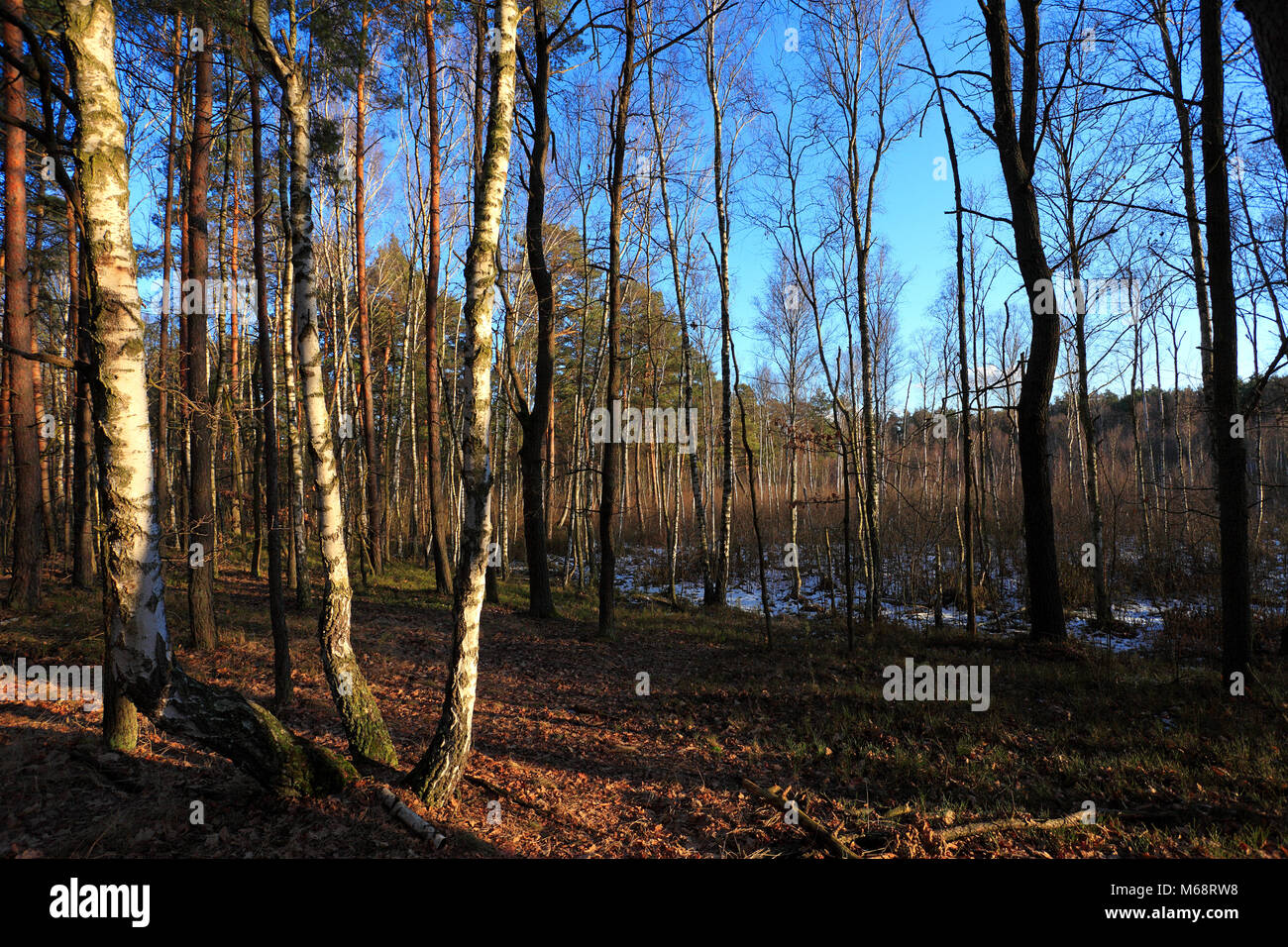 Thicket of trees and bushes of a natural forest in an early spring ...