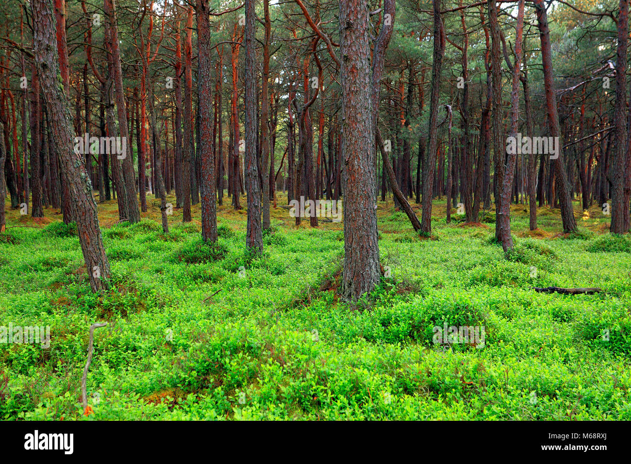 Thicket Bushes Stock Photos & Thicket Bushes Stock Images - Alamy