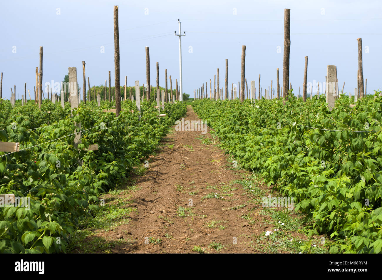 Healthy raspberry plantation in the stage of flowering during the sunny ...