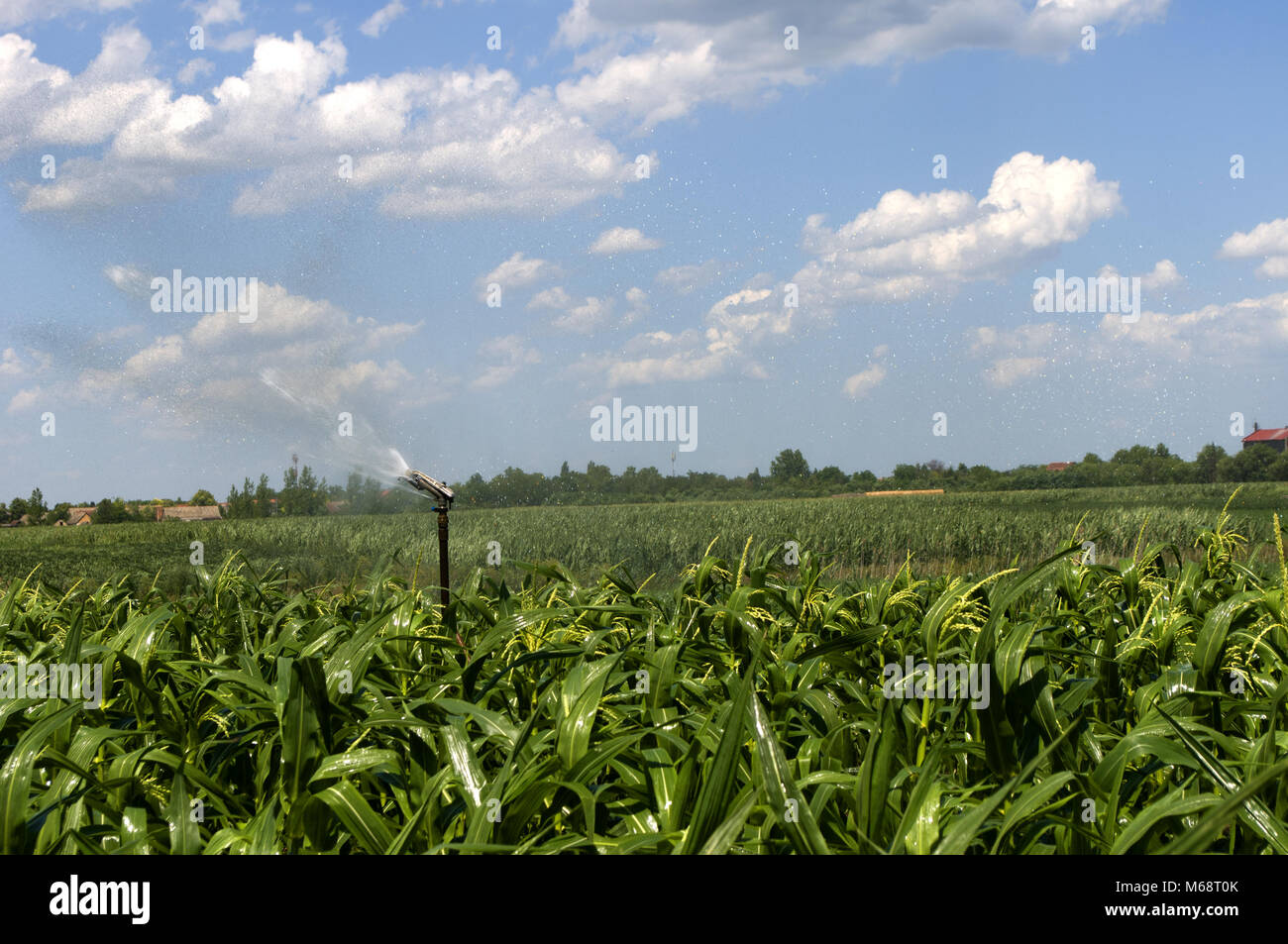 Watering corn hi-res stock photography and images - Alamy
