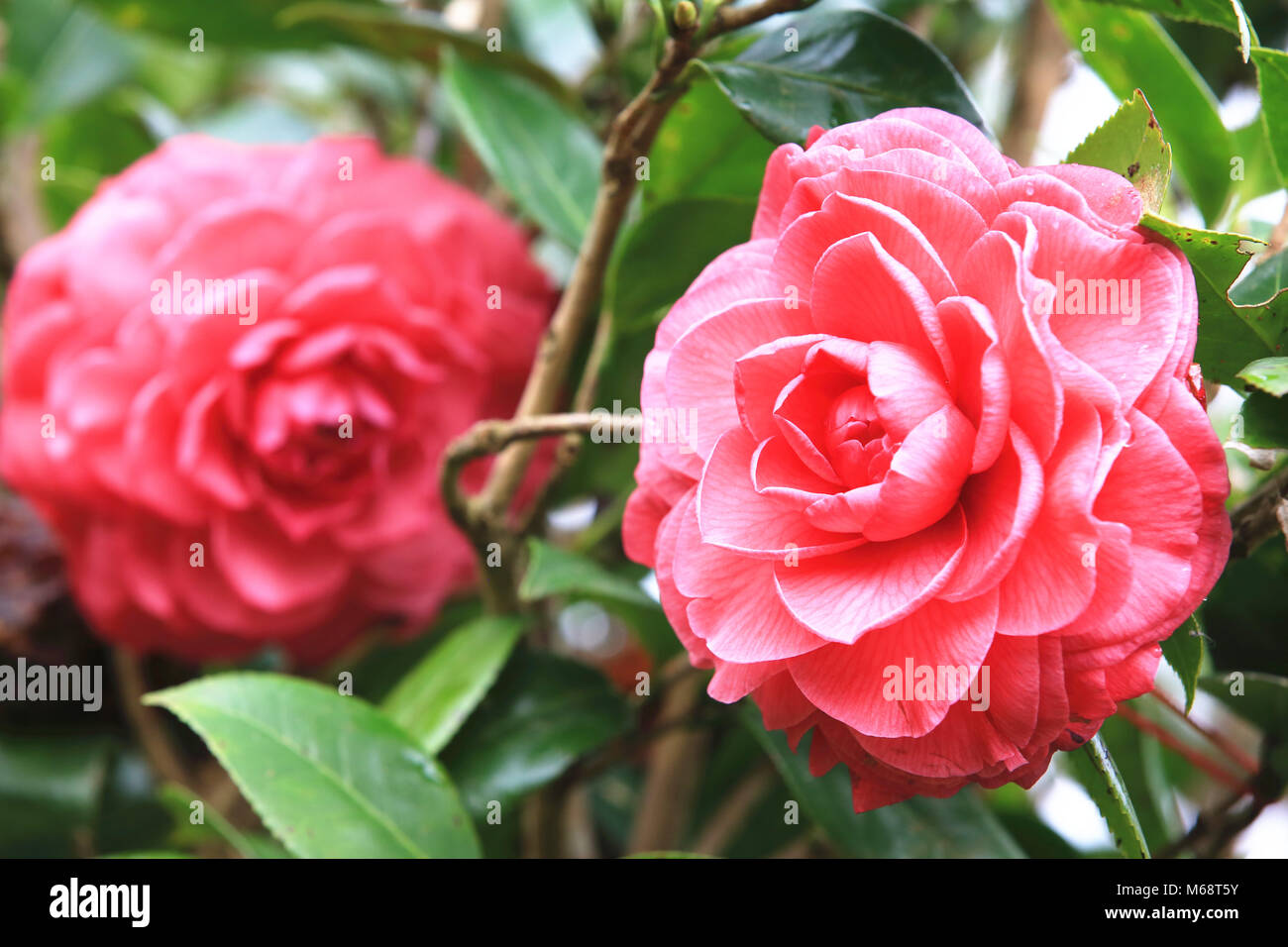 Red Camellia flowers with raindrop,beautiful red flowers in full bloom ...